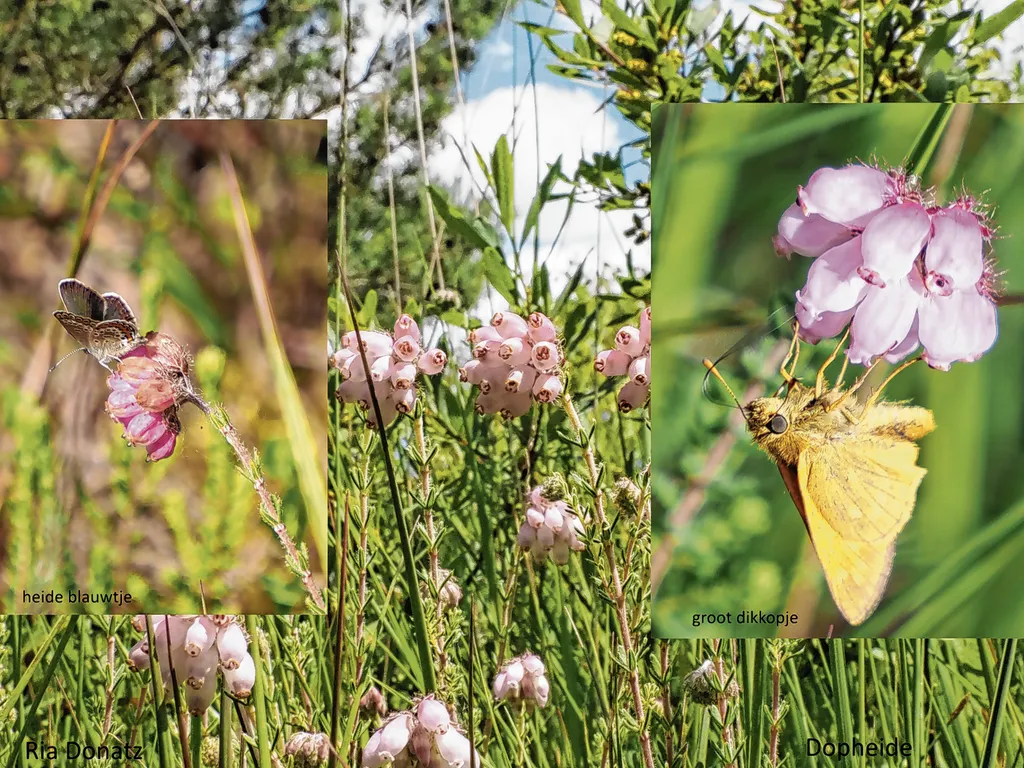 Dopheide met vlinders | Oirschots Weekjournaal